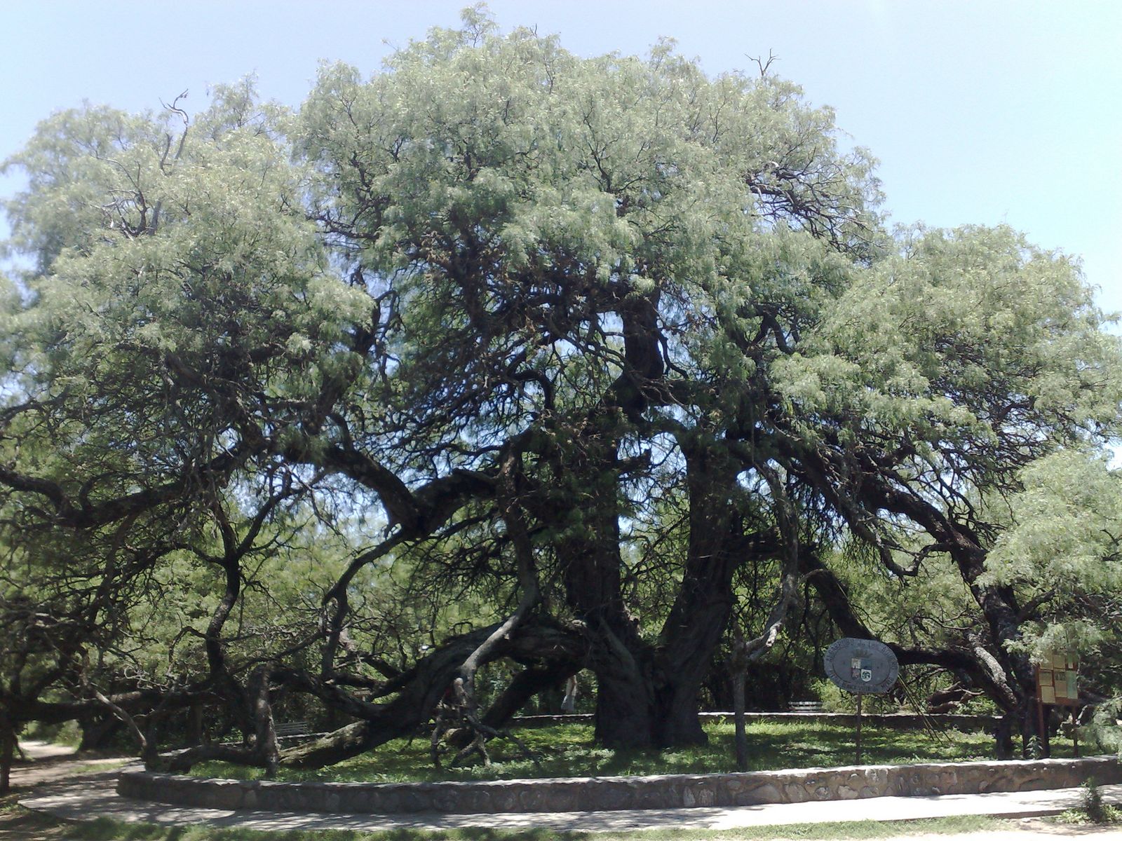 Tecnología: La leyenda del algarrobo
