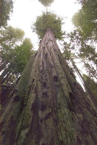 Nature is Life: World's Tallest Tree