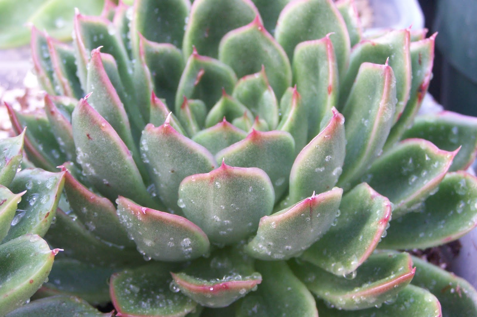 Oregon Cactus Blog: Pachyveria 'Claire'