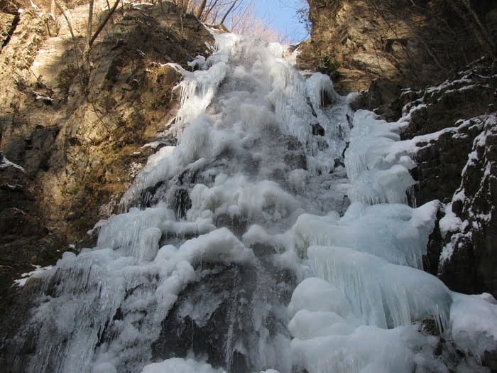 Studies of Plants and Wildlife: Hyakuhiro Waterfall, Okutama (January 29th)