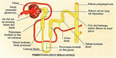 eoudia a.k.a ody: PEMBENTUKAN URIN / FORMATION OF URINE