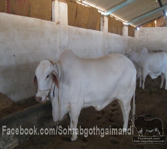 Sohrab Goth Gai Mandi Photos Gallery: Dilpasand Cattle Farm 2012