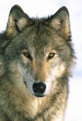 Viitorul incepe azi: Lupul