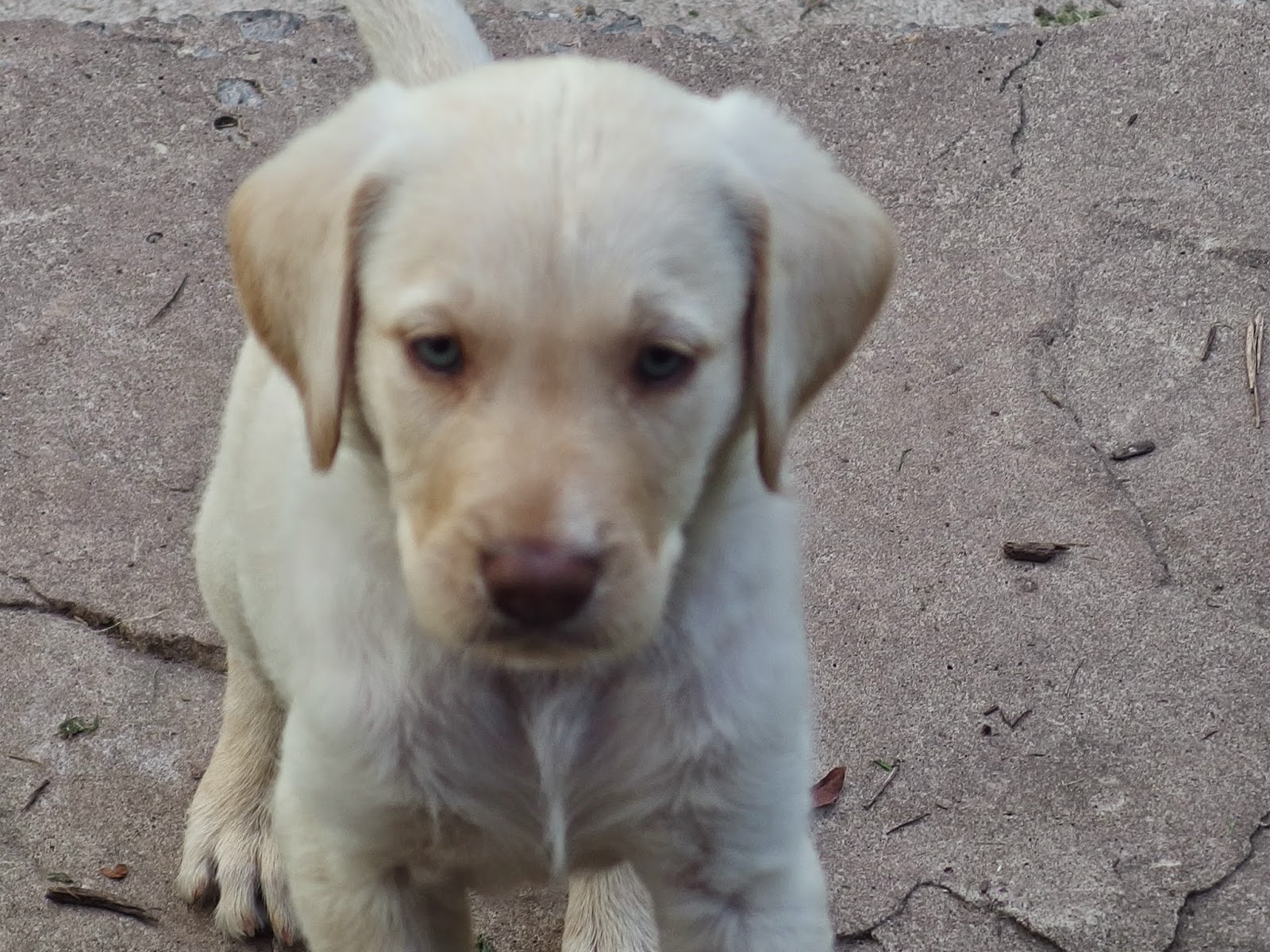 Love Those Puppies: 6 Week Old Puppies!