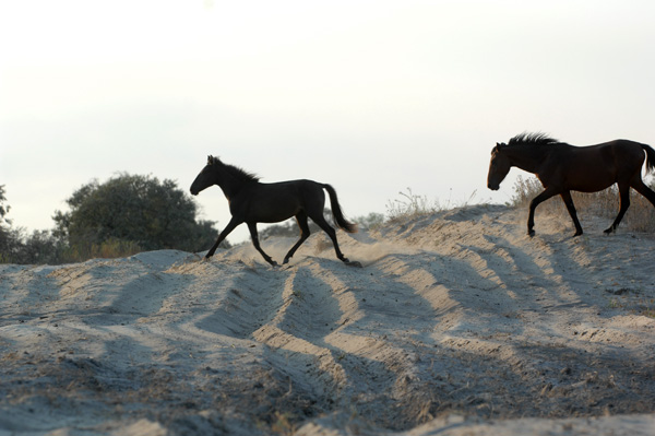 CRISTIAN NISTOR: CAI SALBATICI PE DUNELE DE NISIP IN DELTA DUNARII