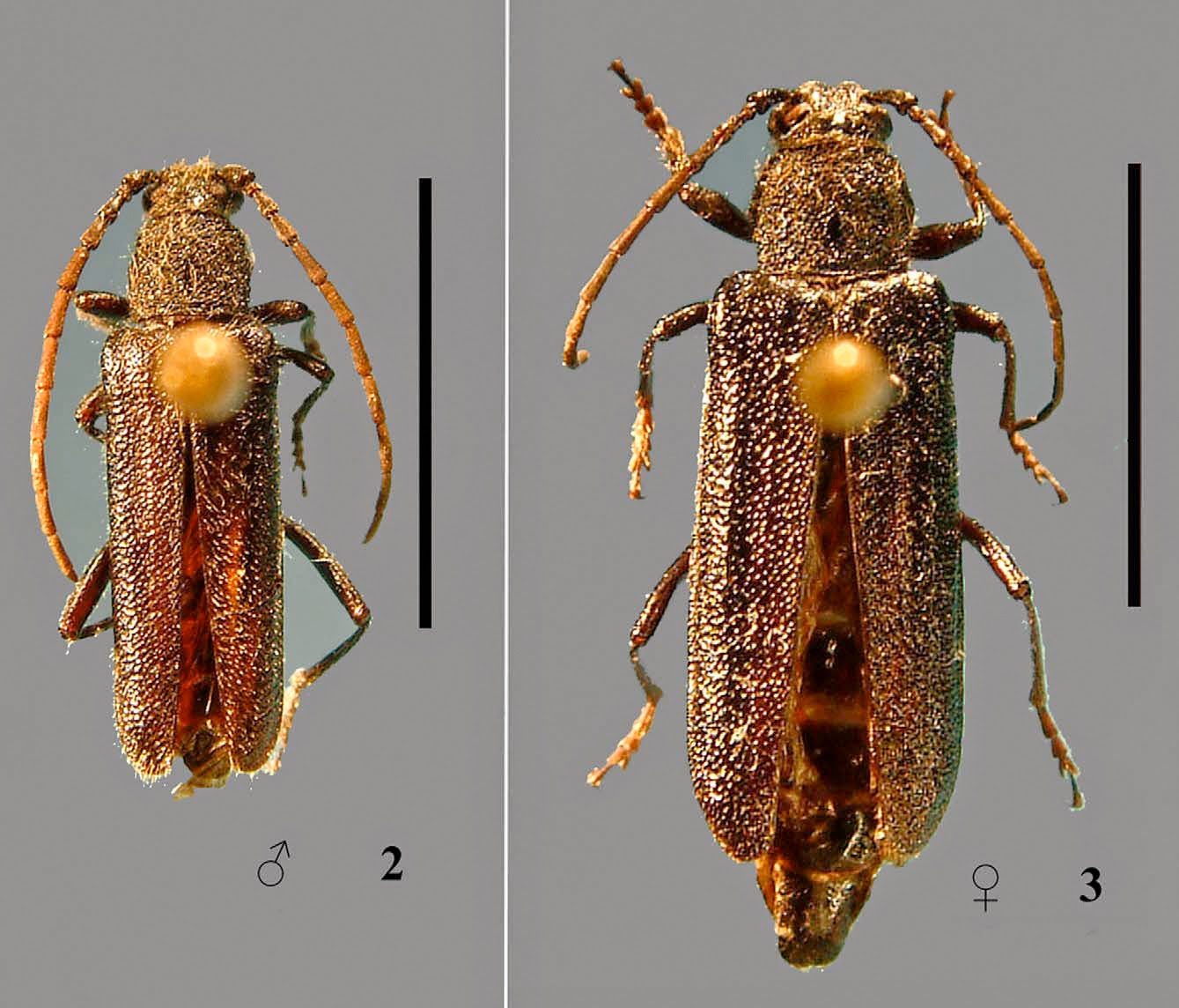 Sciency Thoughts: Four new species of Longhorn Beetles from South ...