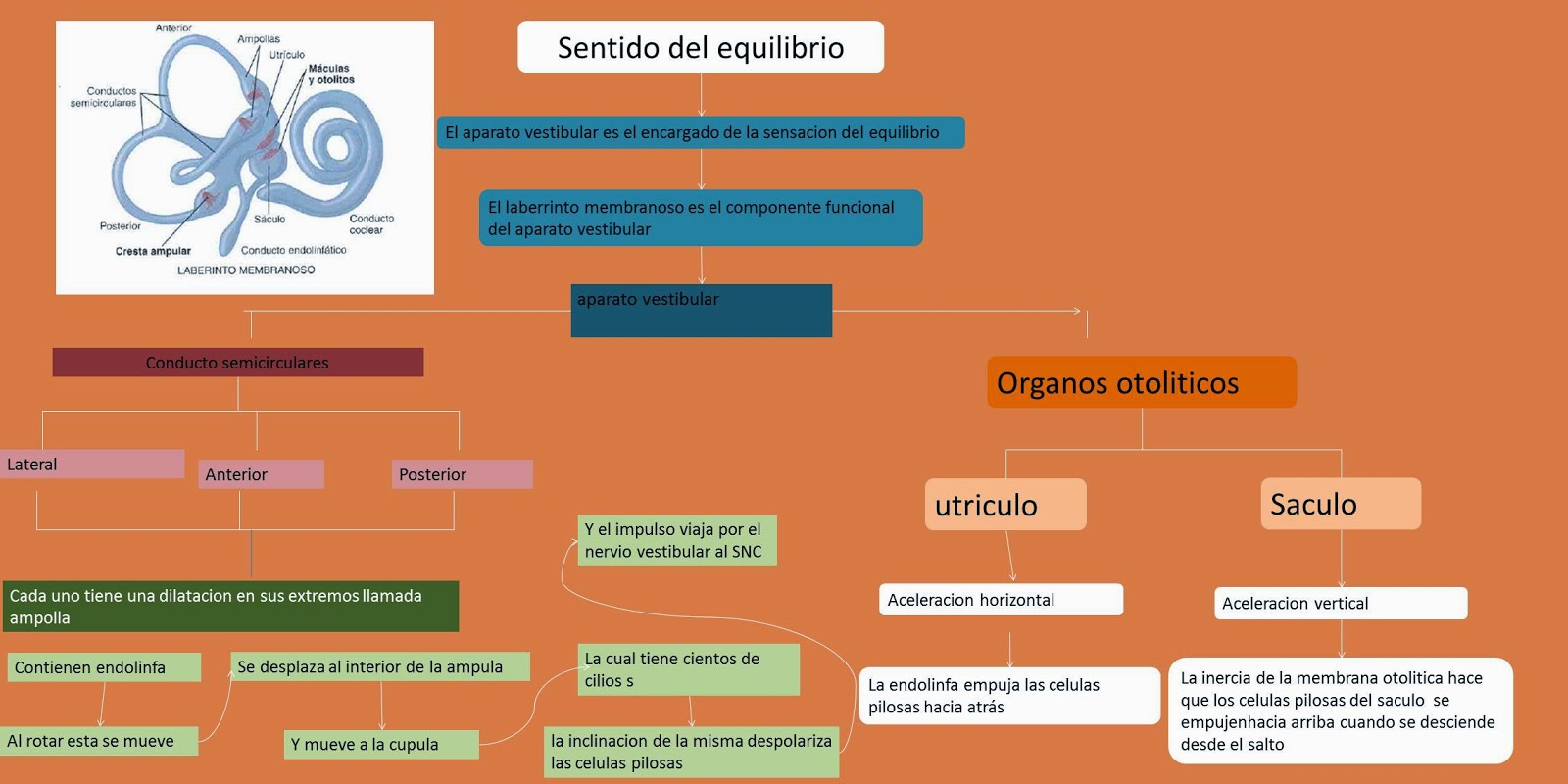 Fisiologia: SENTIDO EQUILIBRIO