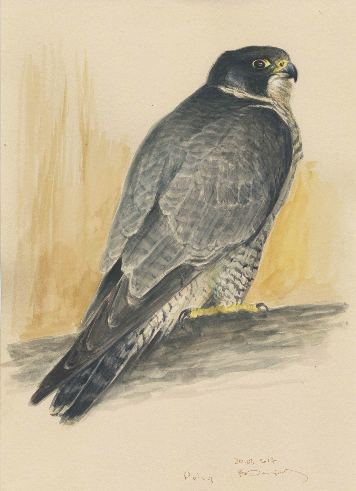 PEREGRINE FALCON STUDY