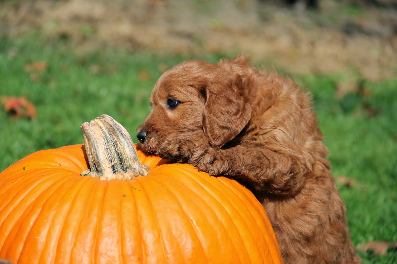 Yesteryear Acres - Doodle Days : Pumpkin Doodles