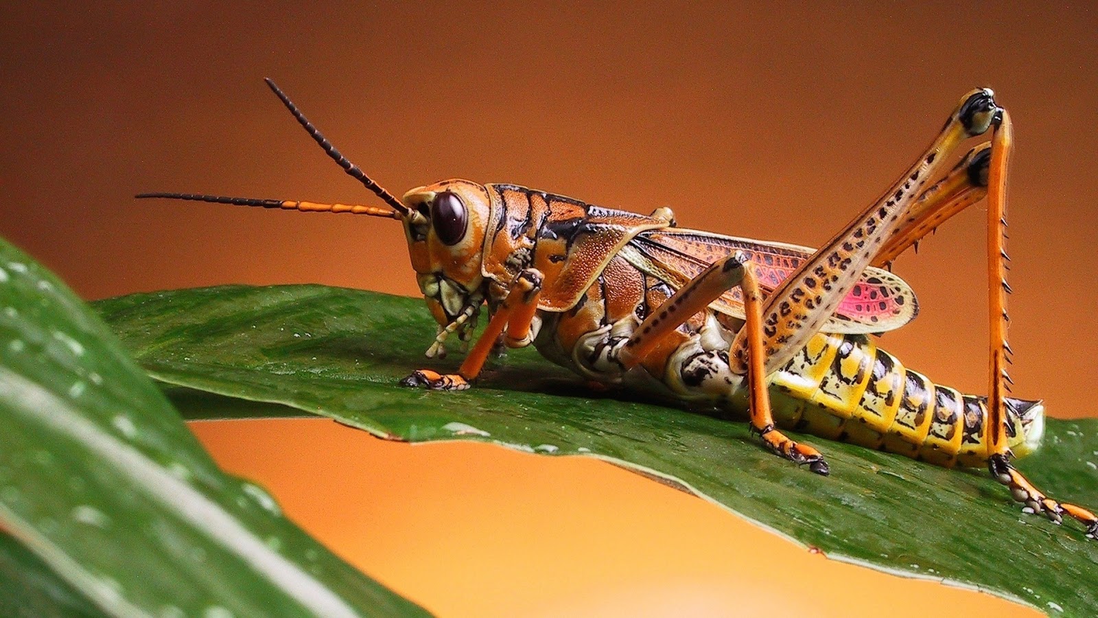 Leeteukslittlepearl Wallpaper Grasshopper Wallpaper