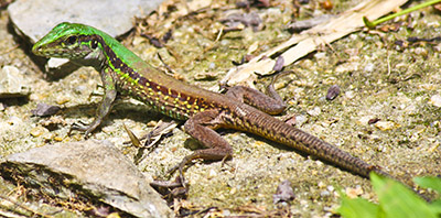 The Herpetology of Trinidad and Tobago: Zandolie, Jungle Runner, Giant ...