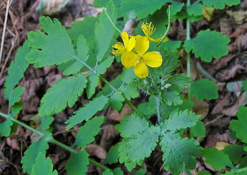 Rosopas žuti, rusa, zmijino mlijeko ili trava od žutice (chelidonium ...