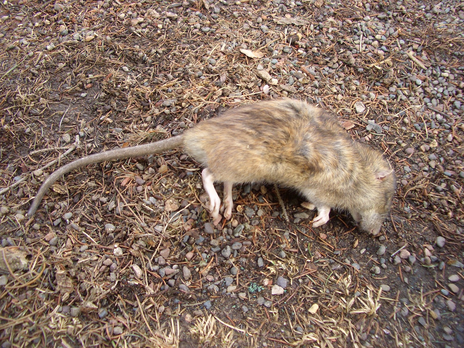 Magdalen Farm: Rats!