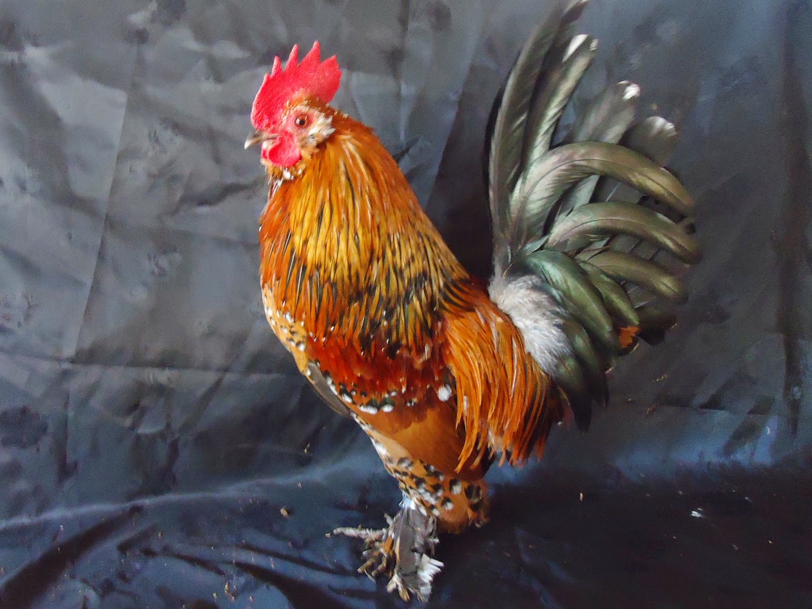 Just Chickens...: Belgian D'Uccle Breeding Program ( surprising results ! )