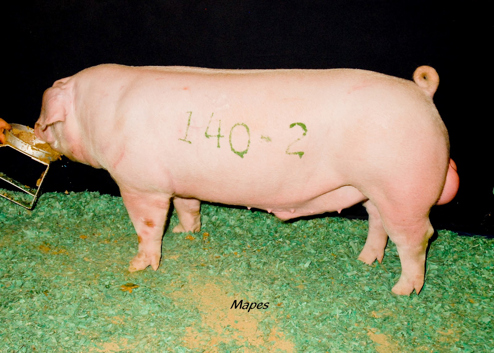 NSR Fieldview: Updated National Barrow Show® Hog College Entries