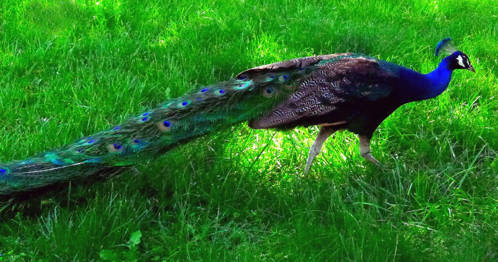 Fast Film: PETE the PEACOCK