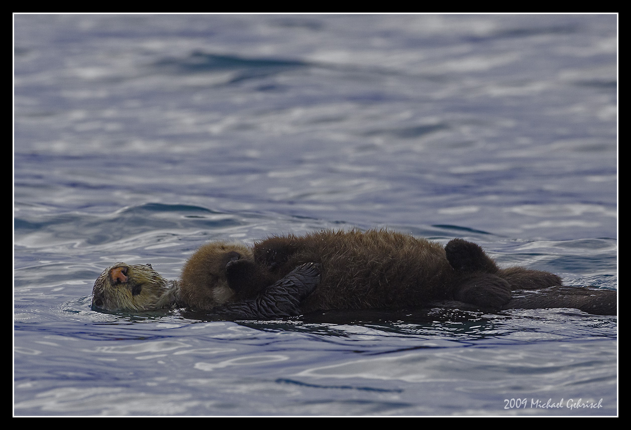 Chasing the Light: "Deadliest Catch" Eagle Photography...