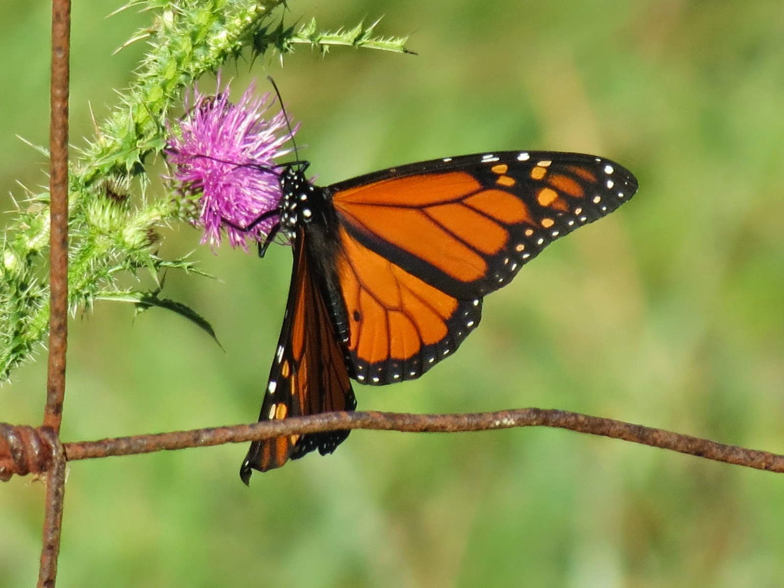 Mountain Glen Farm Journal: Magnificent Monarch
