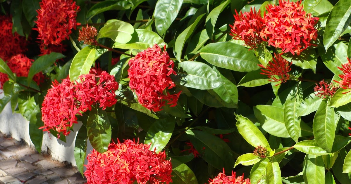 Ademar Santana: A mini Ixora