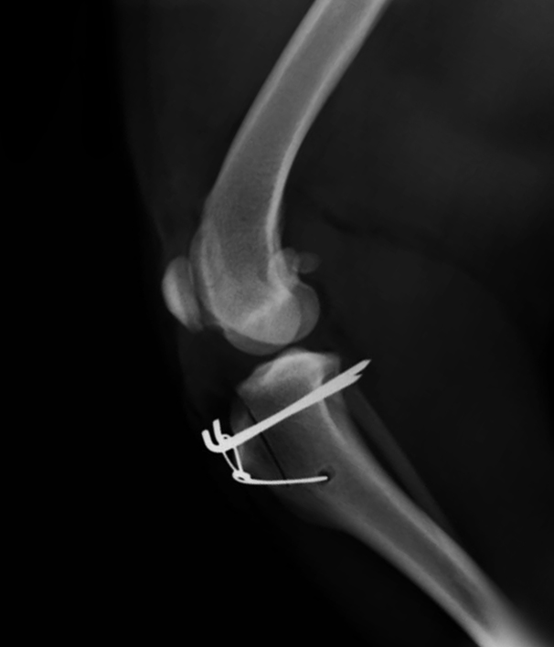 ARTROVET: Luxación de rótula en perro