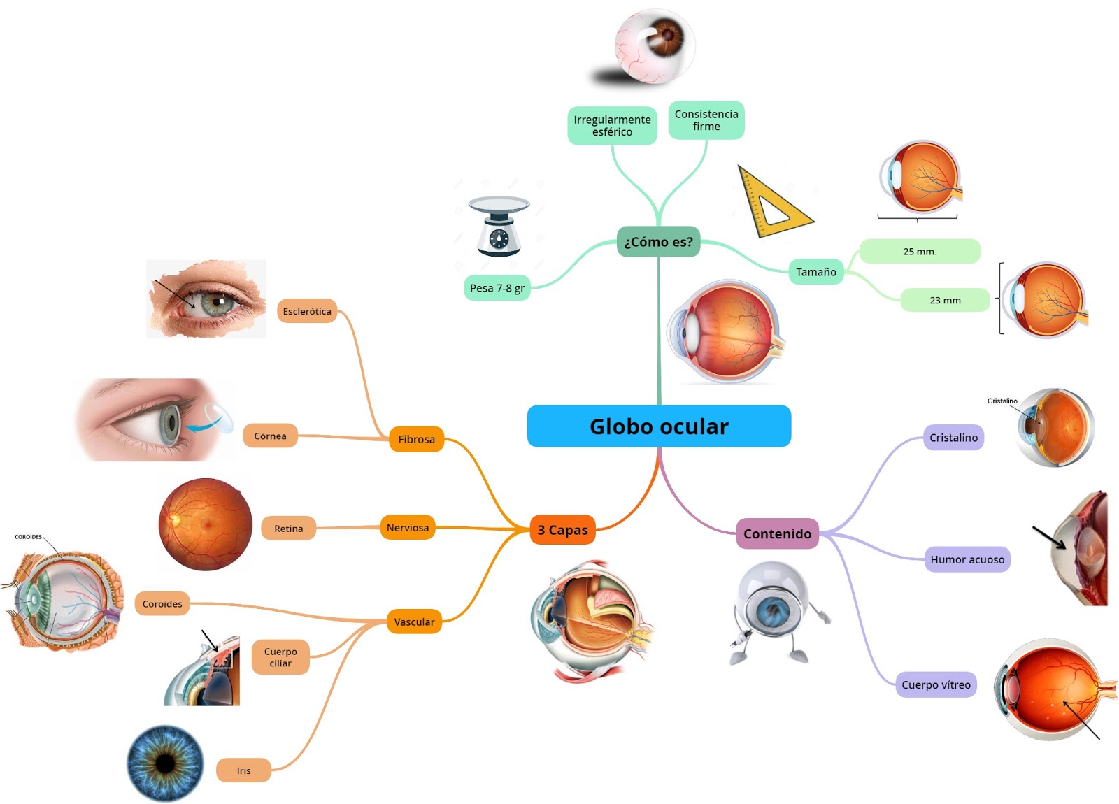 El ojo: Estructura y función: Anatomía de la órbita y globo ocular El ojo: Estructura y función: Anatomía de la órbita y globo ocular