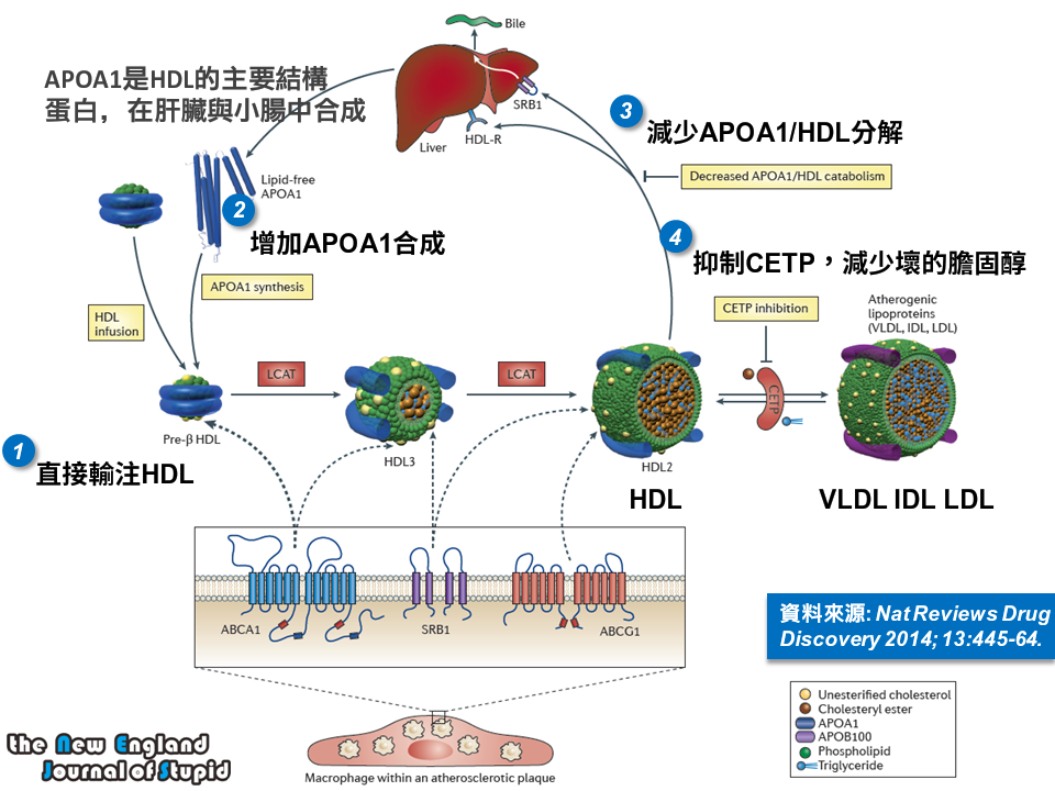 憤世嫉俗的營養人生: HDL的新觀念──會學壞的資優生