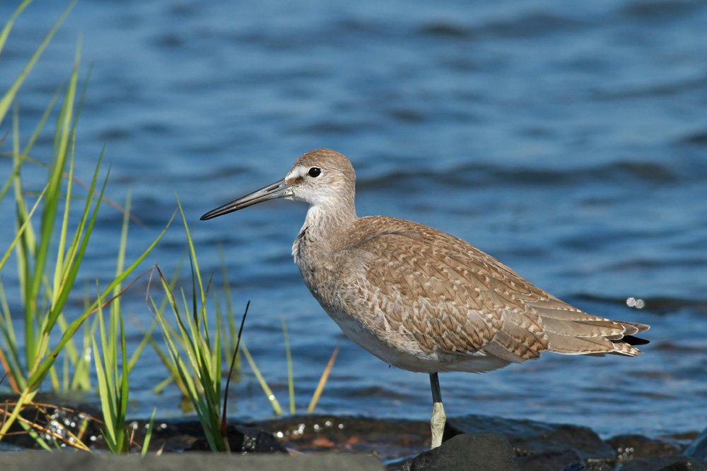 More Willets!