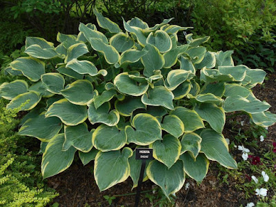 Future Plants by Randy Stewart: Hosta