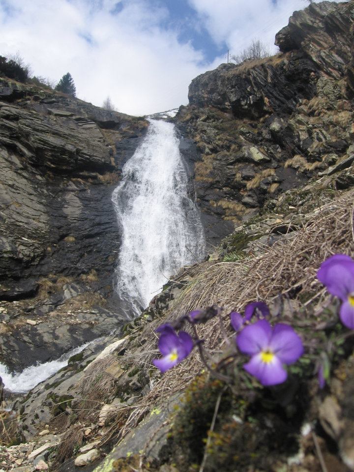 Темјанушка - Viola odorata - Билки Лековити и Народна Медицина