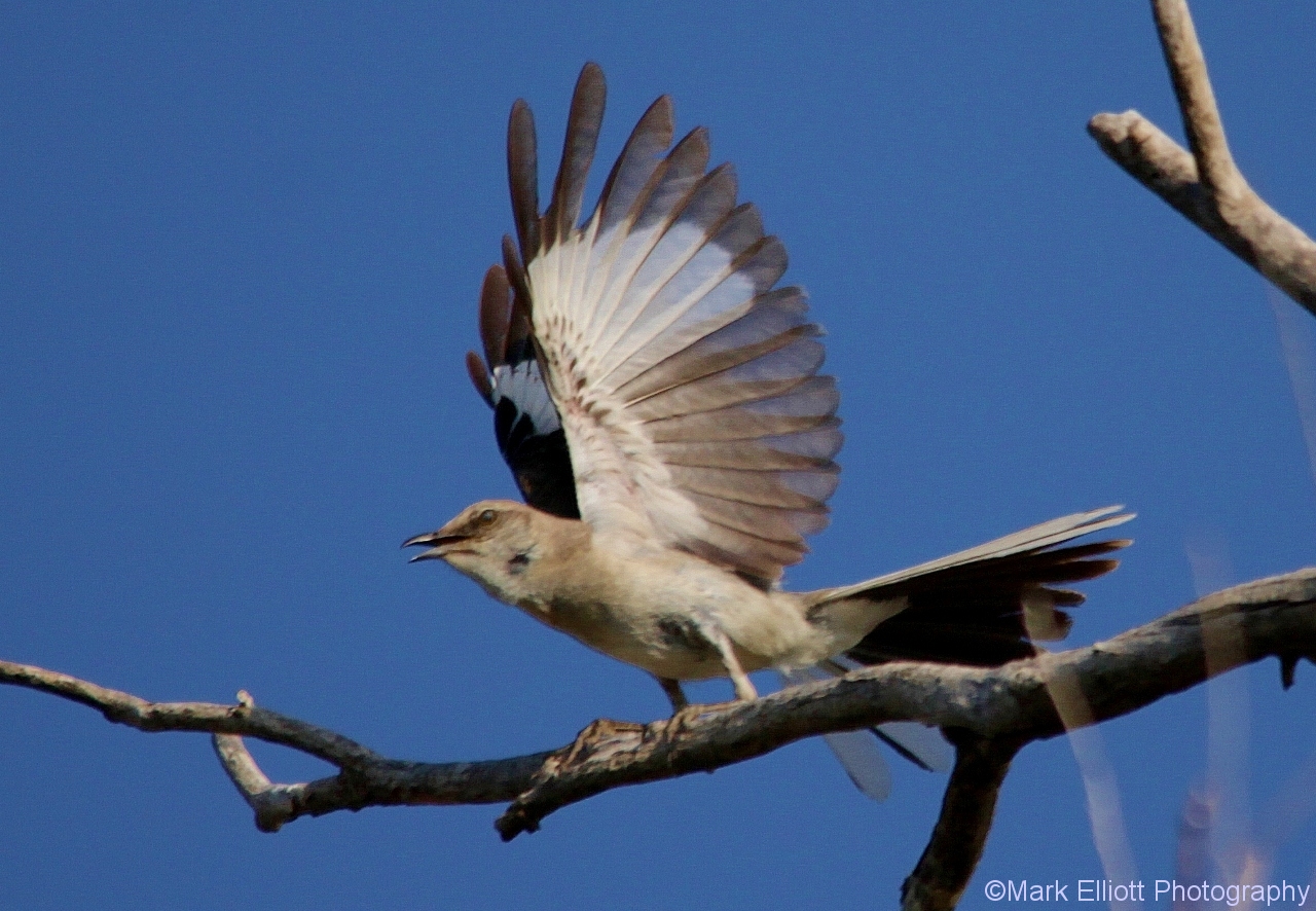 Reader Indigestion: Katniss, Anti-Hero