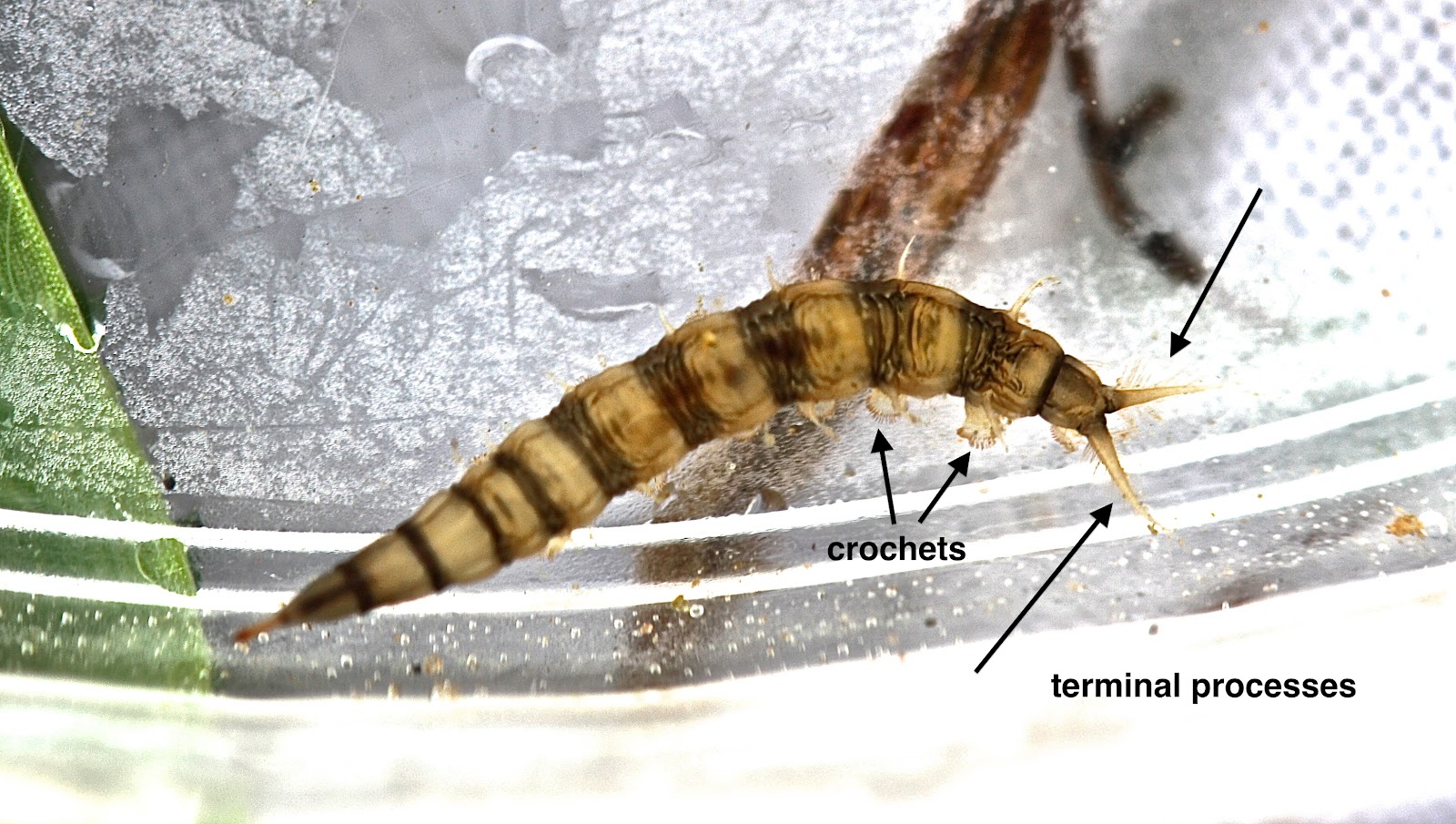 Aquatic Insects of Central Virginia: Looking for Insects in Roaring Creek