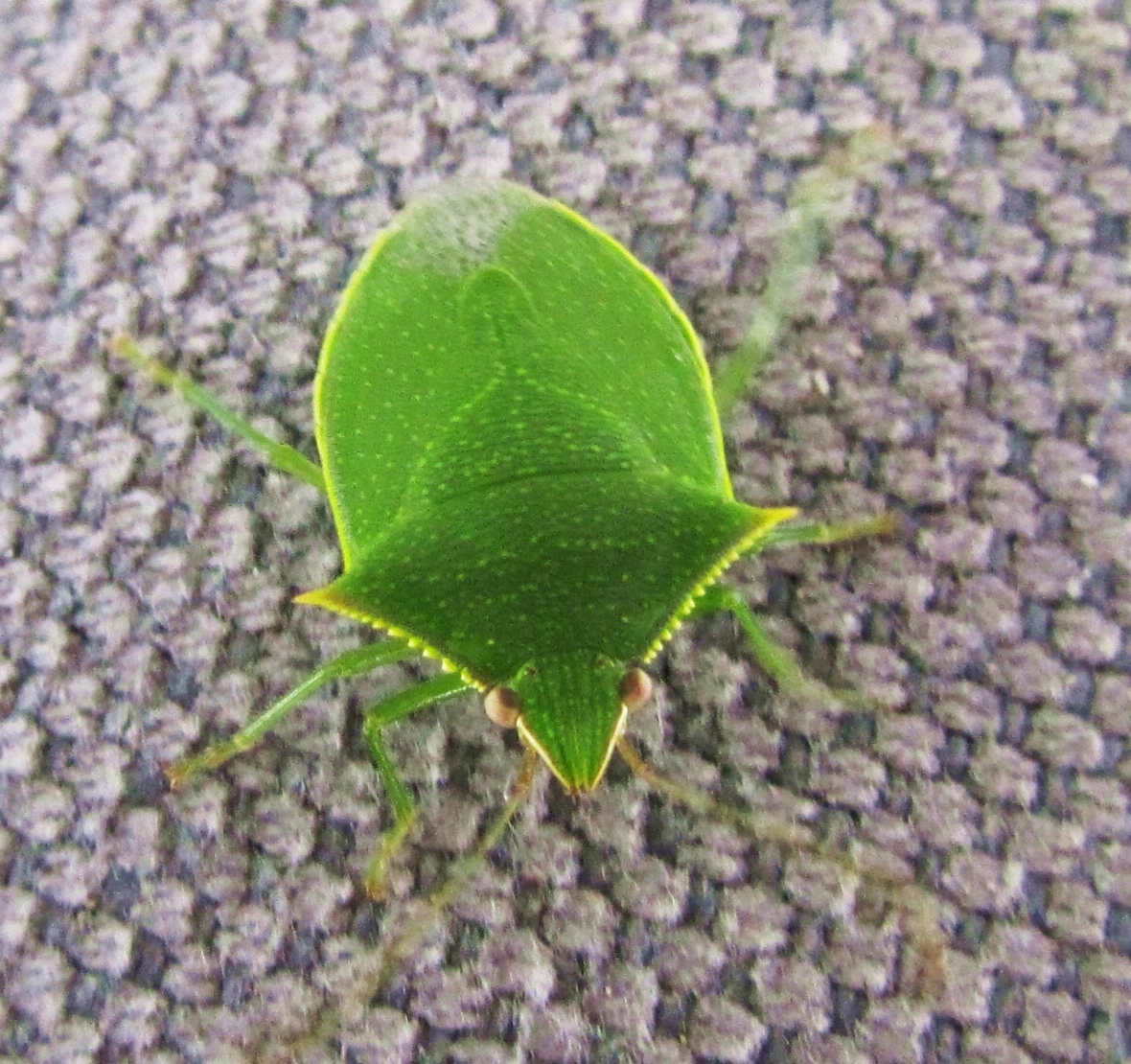 Hiking Curaçao - Flora and Fauna: Stinkbug - Pentatomidae - Stinkwants