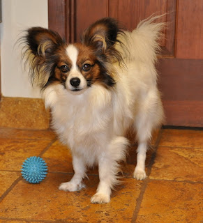 Road's End Papillons : Papillon Growth Stages, from Birth to 11 Months