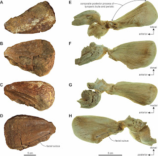The Coastal Paleontologist: Introducing Miocaperea, a fossil pygmy ...