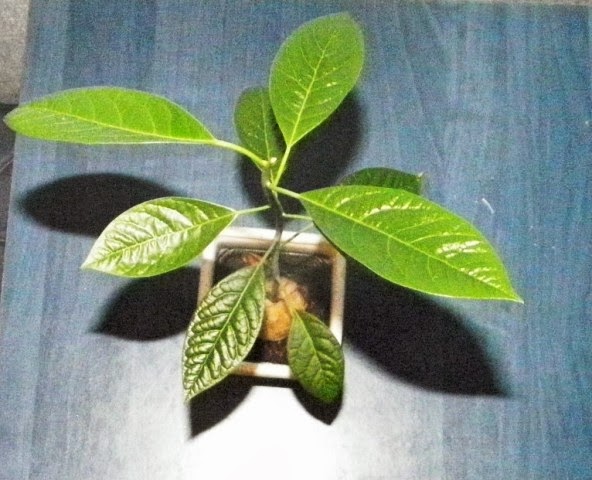 Jak wyhodować awokado w zaciszu własnego domu? - blog ekologiczny