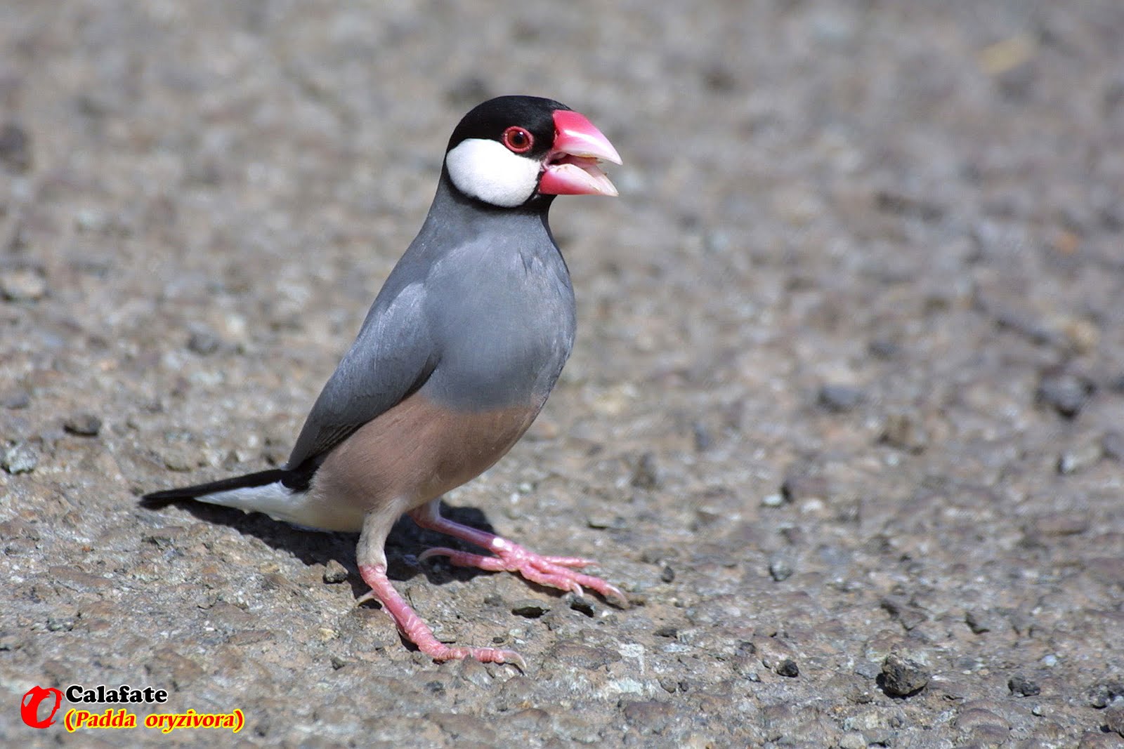 UNAIENSES: ORNITOLOGIA - Calafate (Padda oryzivora)