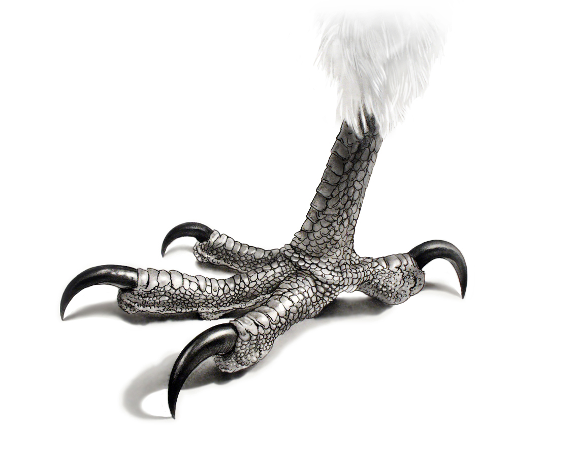 Genevra Collier: Illustration