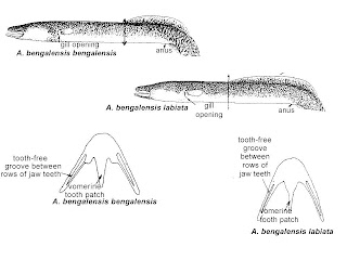 fisheriesbangladesh: About Anguilla bengalensis bengalensis