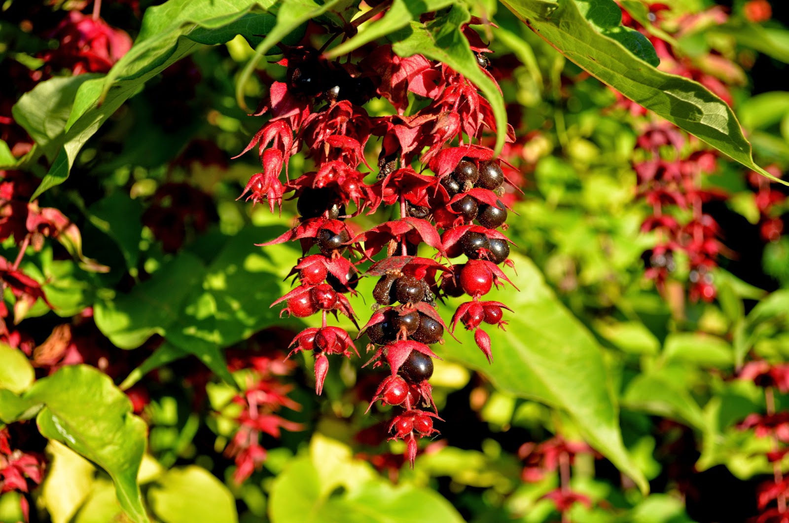 Pear Tree Cottage Garden: October 2014
