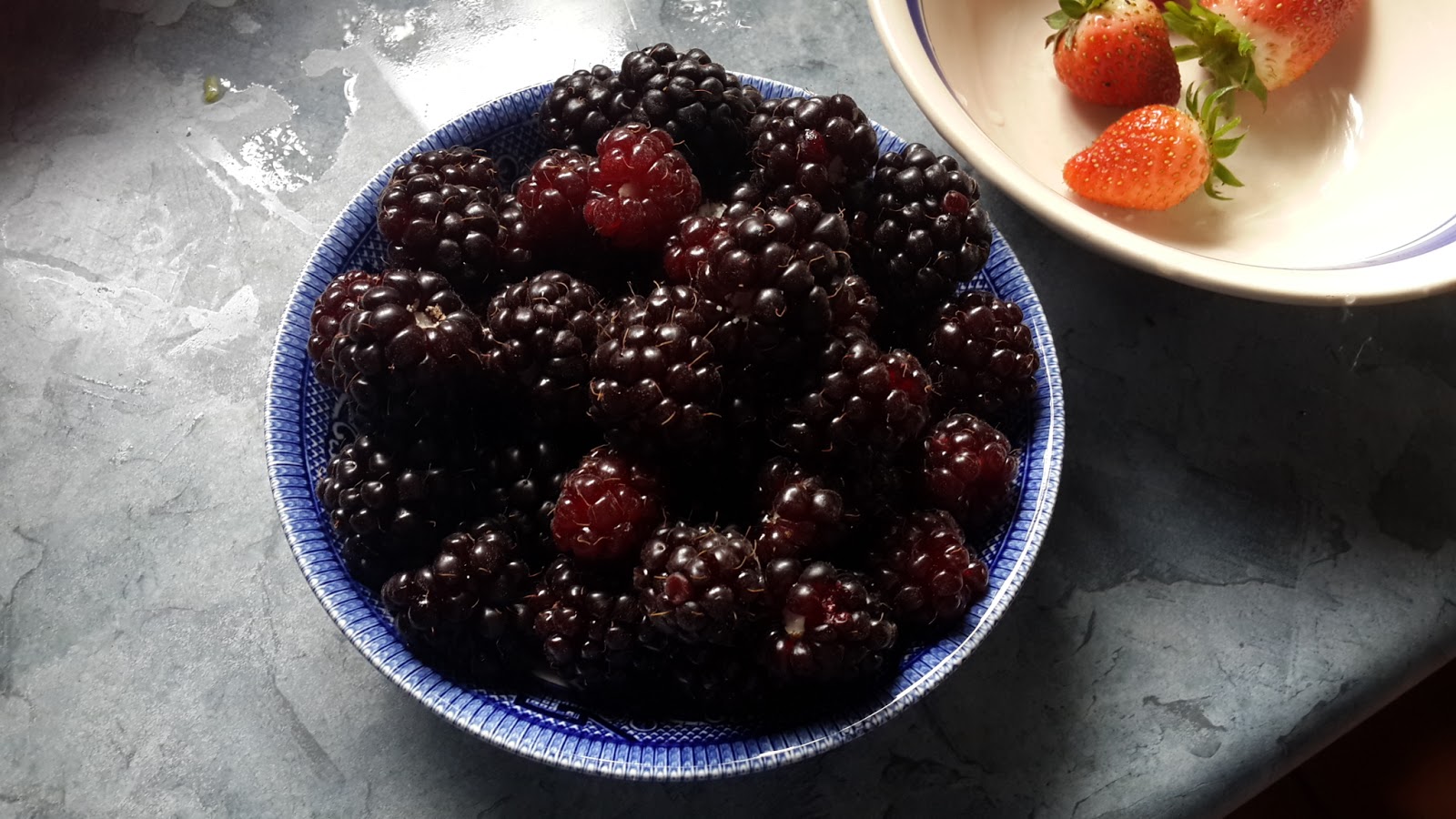 Jacot's Garden: Youngberry/Booysenberry/Blackberry