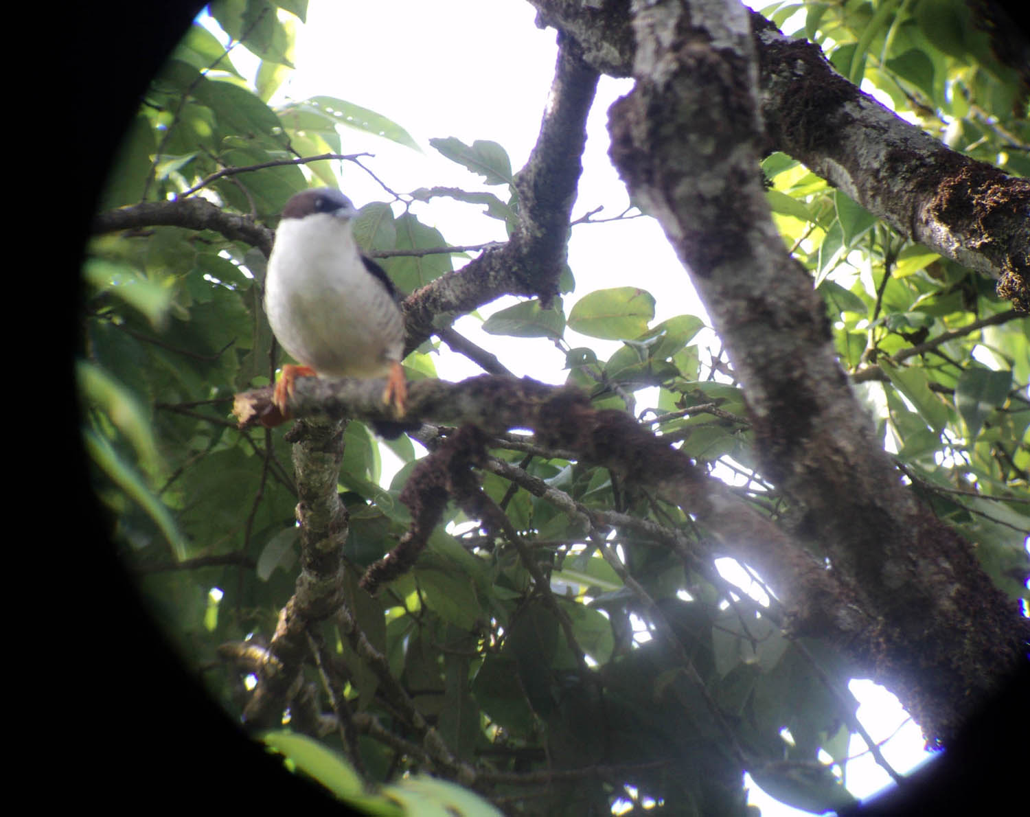 प्रकृति: Spiny Babbler At My Doorstep