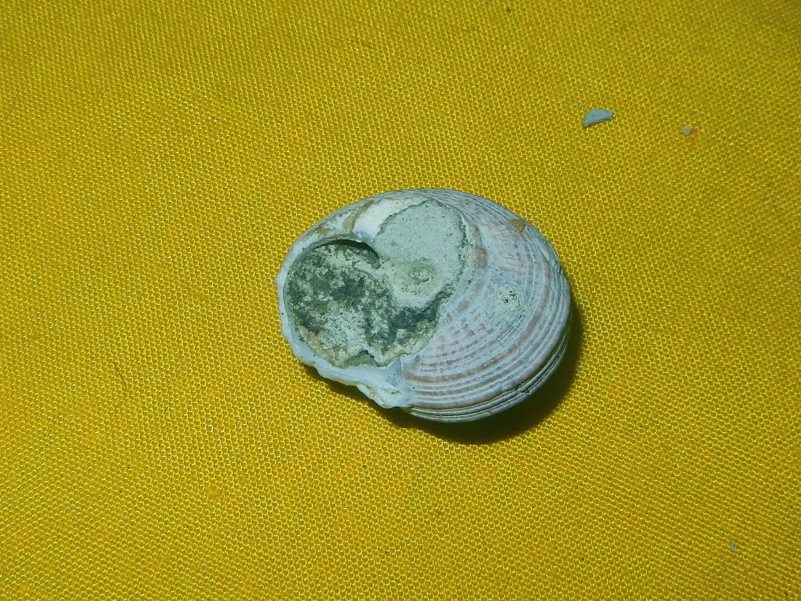 GELIGA KINABALU: ISI SIPUT JADI BATU