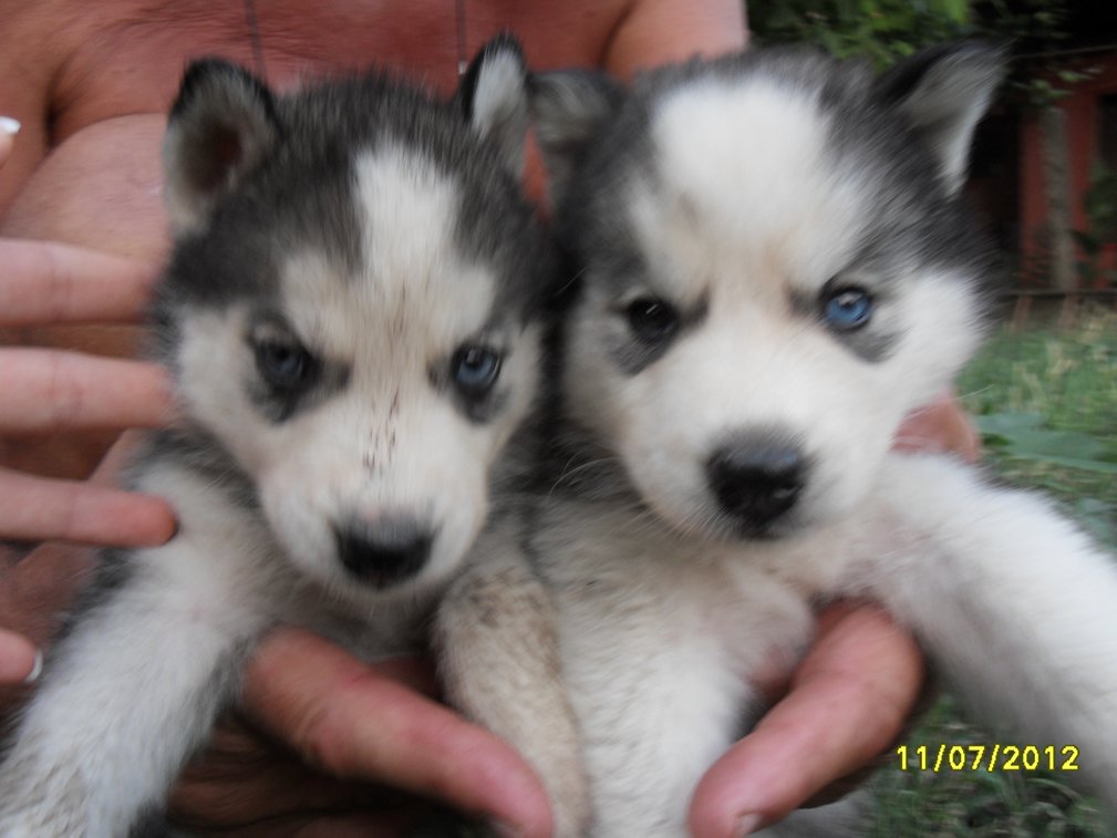 SIBIRSKI HASKI NA PRODAJU: SIBIRSKI HASKI PRODAJA