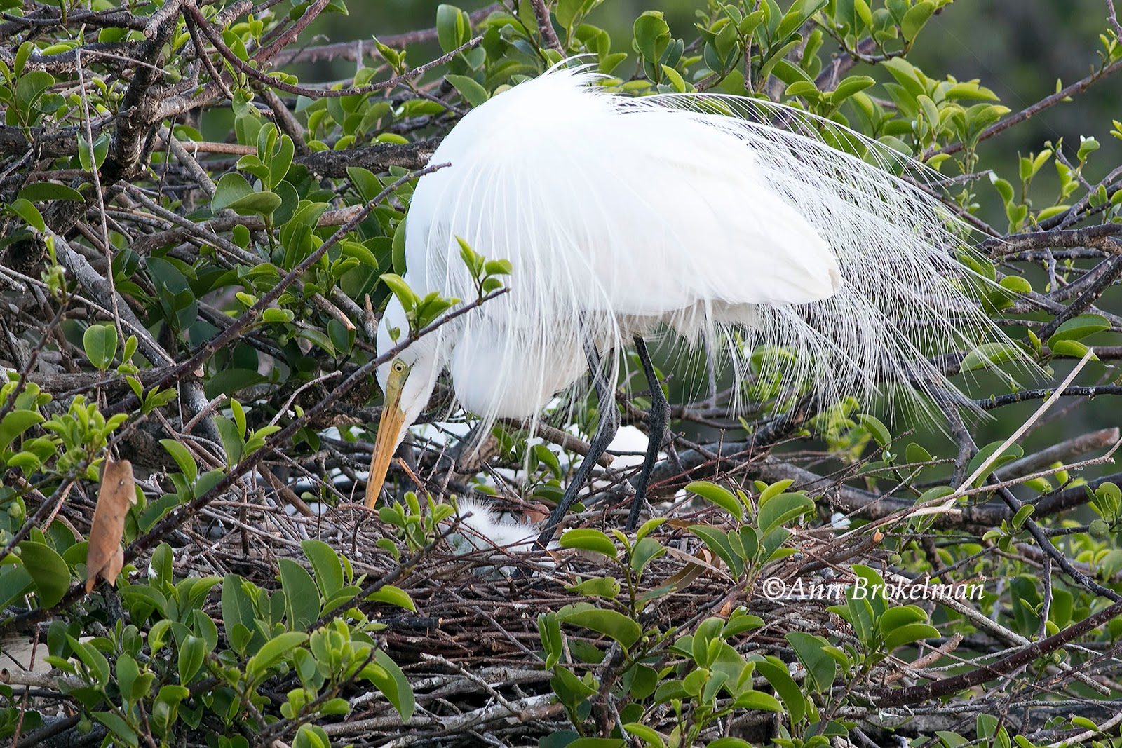 Ann Brokelman Photography: Great Egret on Nest with one baby and eggs ...