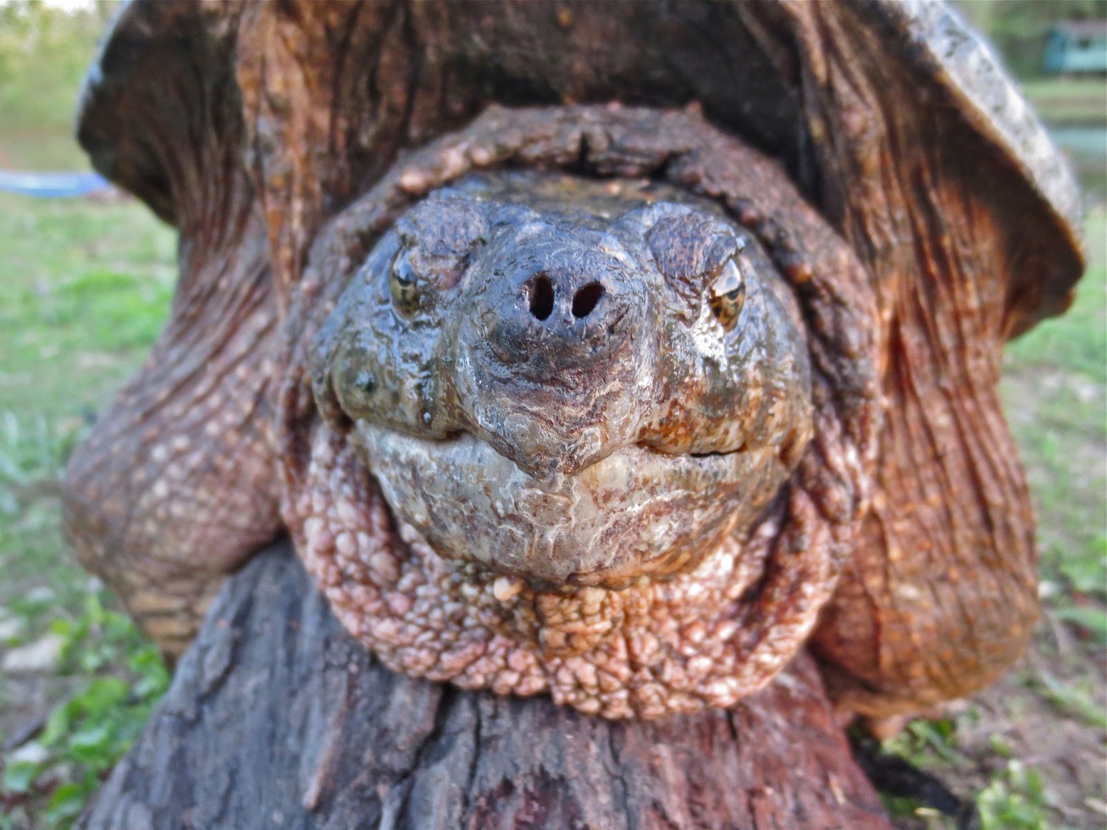 The Swamp Monster Chronicles!: OSCAR - One Truly Massive Grouch!