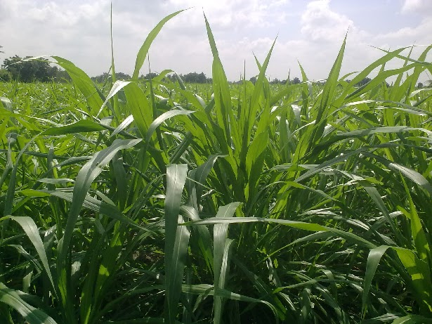 Cara Menghitung Kebutuhan Pakan Sapi Potong | 1001 Catatan, Cara dan Tips