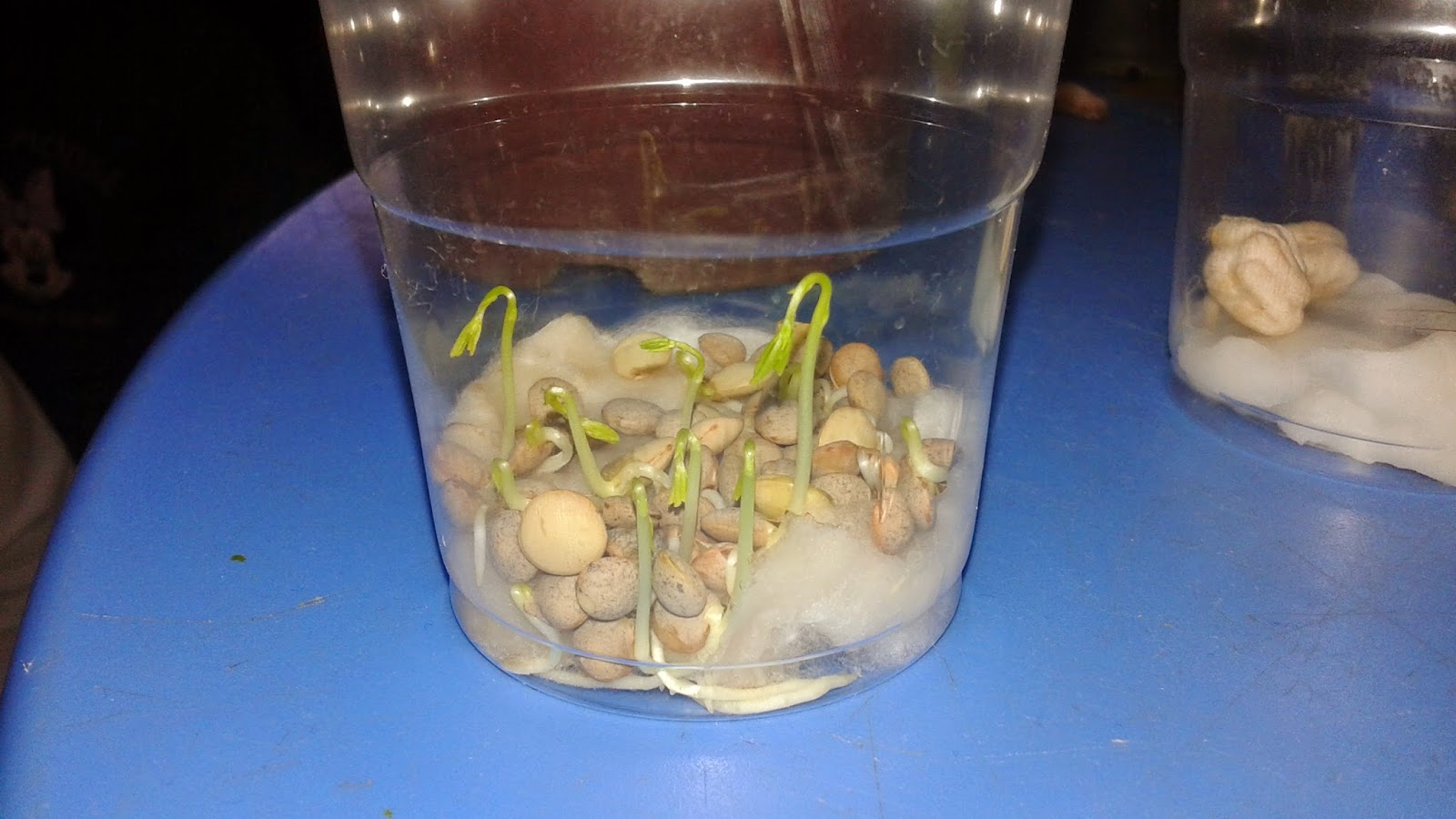 La Clase del Profe Pablo: aventuras y aprendizaje: CRECIMIENTO DE LAS ...