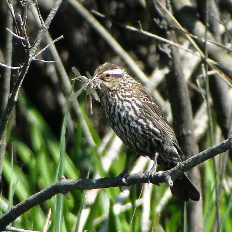 Birding Is Fun!: “Conk-a-reeeee!” - Sign of Spring
