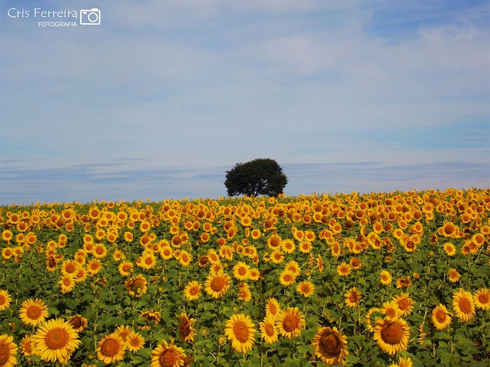 Conheça as plantações de girassóis em Minas ~ Conheça Minas