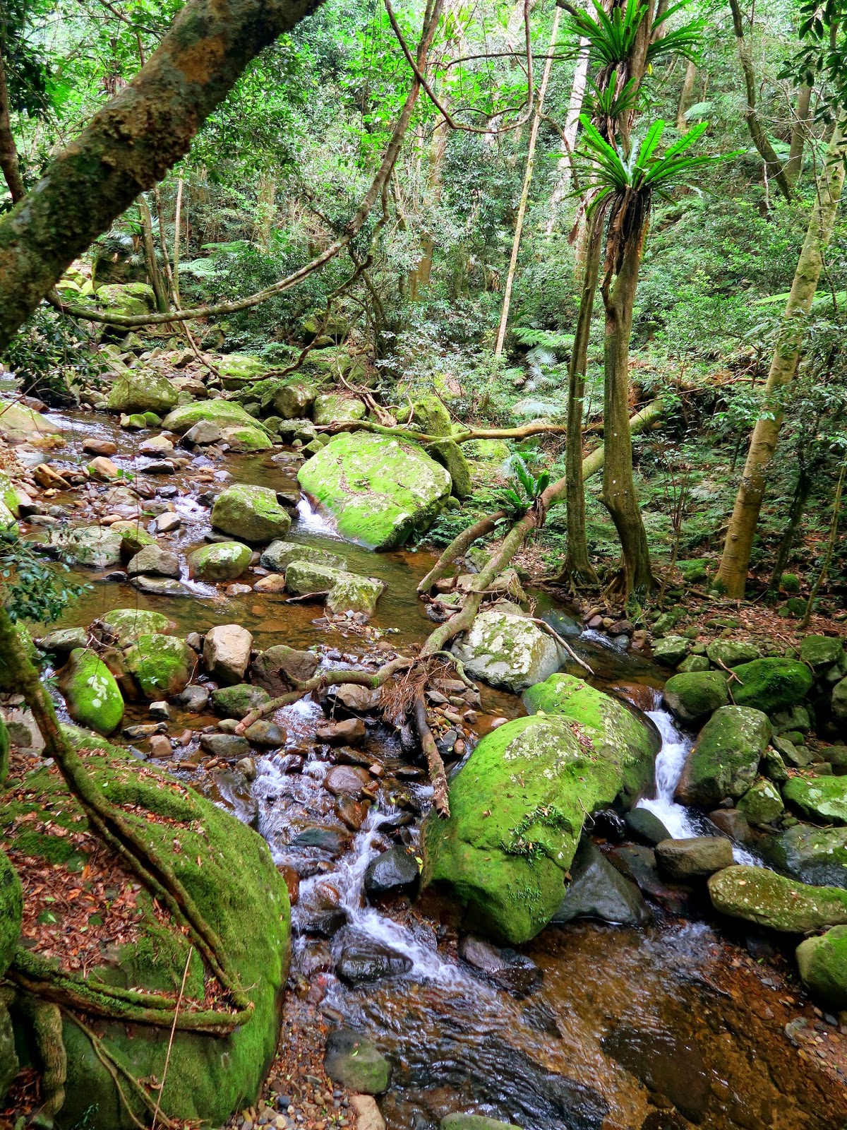 Taiwan Travels & Adventures: Kiama & Minnamurra Rainforest